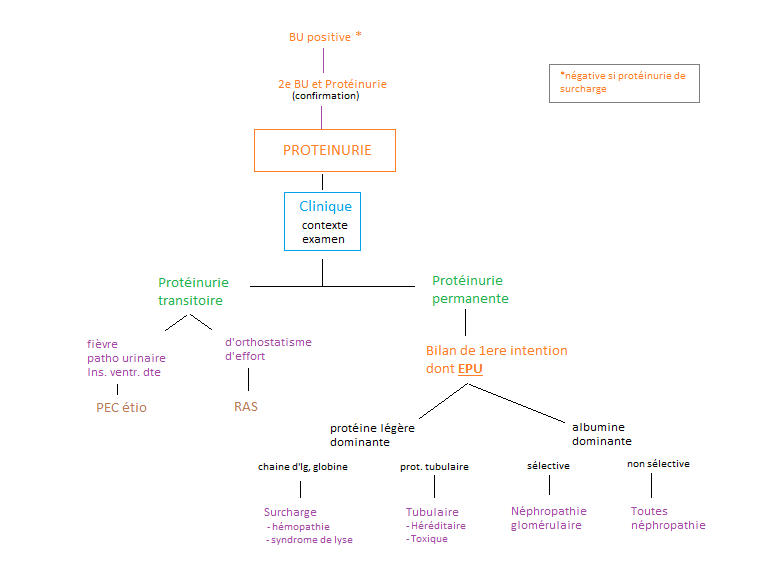 Protéinurie - MedG