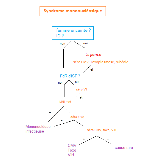 Syndrome mononucléosique - MedG