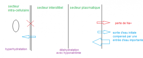 Déshydratation extra-cellulaire - MedG