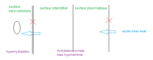 Hyperhydratation intra-cellulaire - MedG