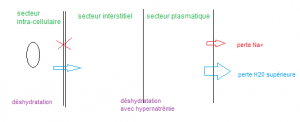 Déshydratation intra-cellulaire - MedG