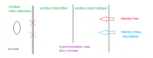 Hyperhydratation extra-cellulaire - MedG