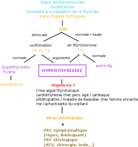 Hyperthyroïdie - MedG