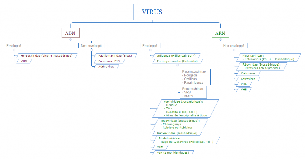 Classification des virus - MedG