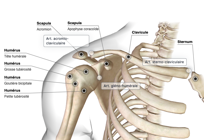 Anatomie de l’épaule | MedG Anatomie de l’épaule | MedG