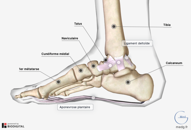 Anatomie du membre inférieur - MedG