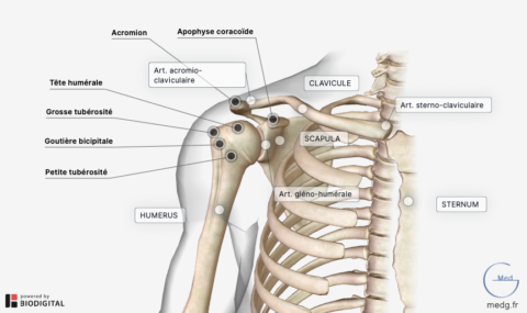 Anatomie de l'épaule - MedG