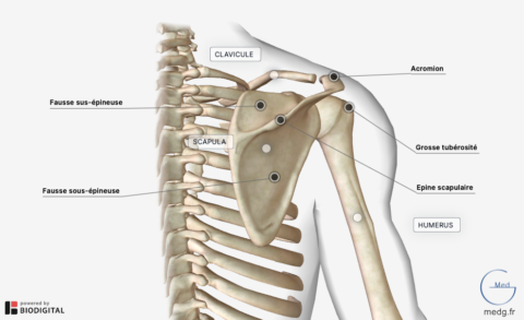 Anatomie de l'épaule - MedG
