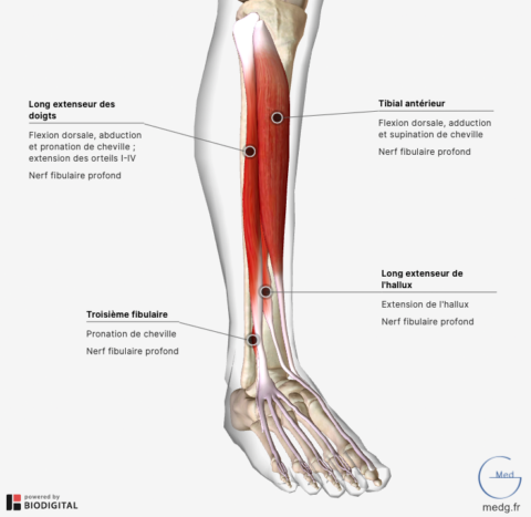 Anatomie du membre inférieur - MedG