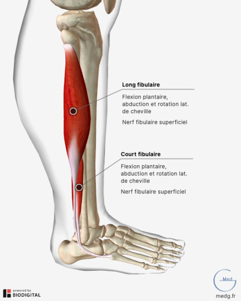 Anatomie du membre inférieur - MedG