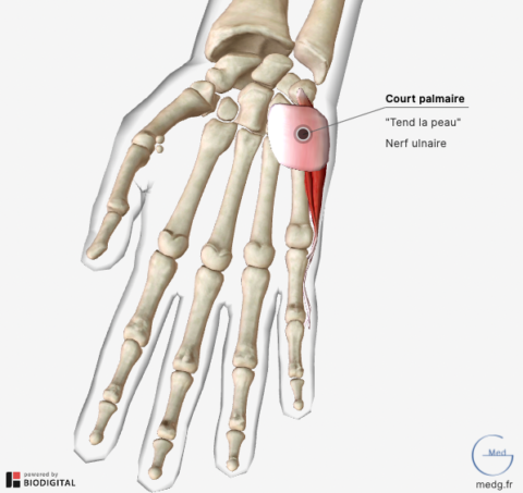 Anatomie de la main - MedG