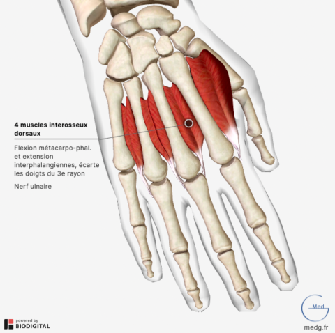 Anatomie de la main - MedG