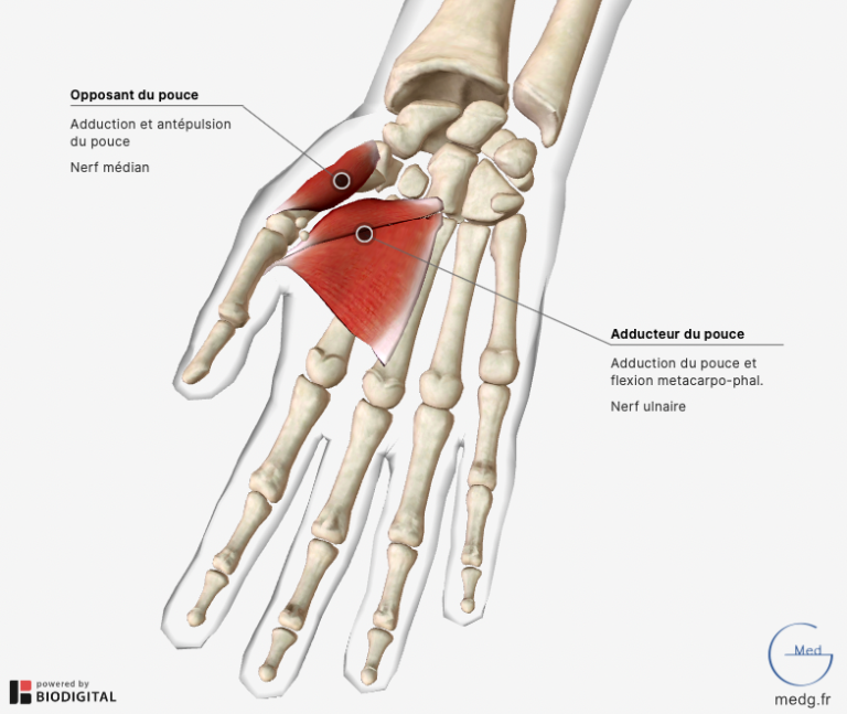 Anatomie de la main - MedG