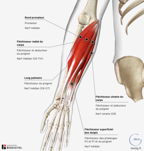 Anatomie du membre supérieur - MedG