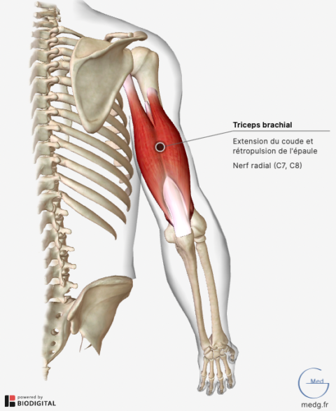 Anatomie du membre supérieur - MedG