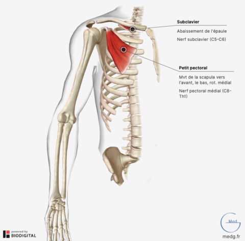 Anatomie de l'épaule - MedG