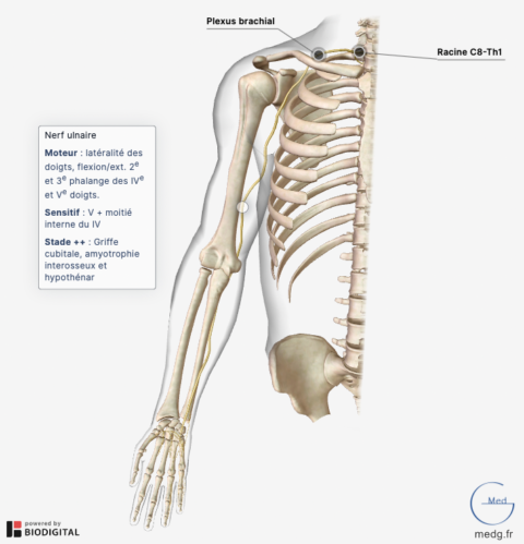 Anatomie du système nerveux - MedG