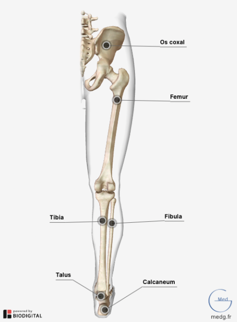 Anatomie du membre inférieur - MedG