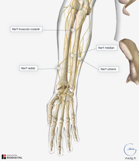 Anatomie du système nerveux - MedG
